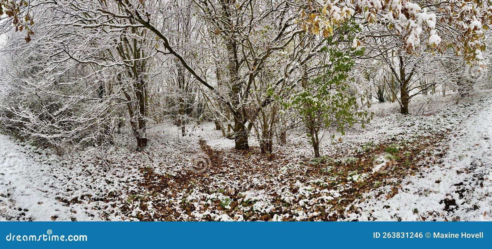 Panoramic of Winter Snow in a Forest Stock Photo - Image of shrub ...