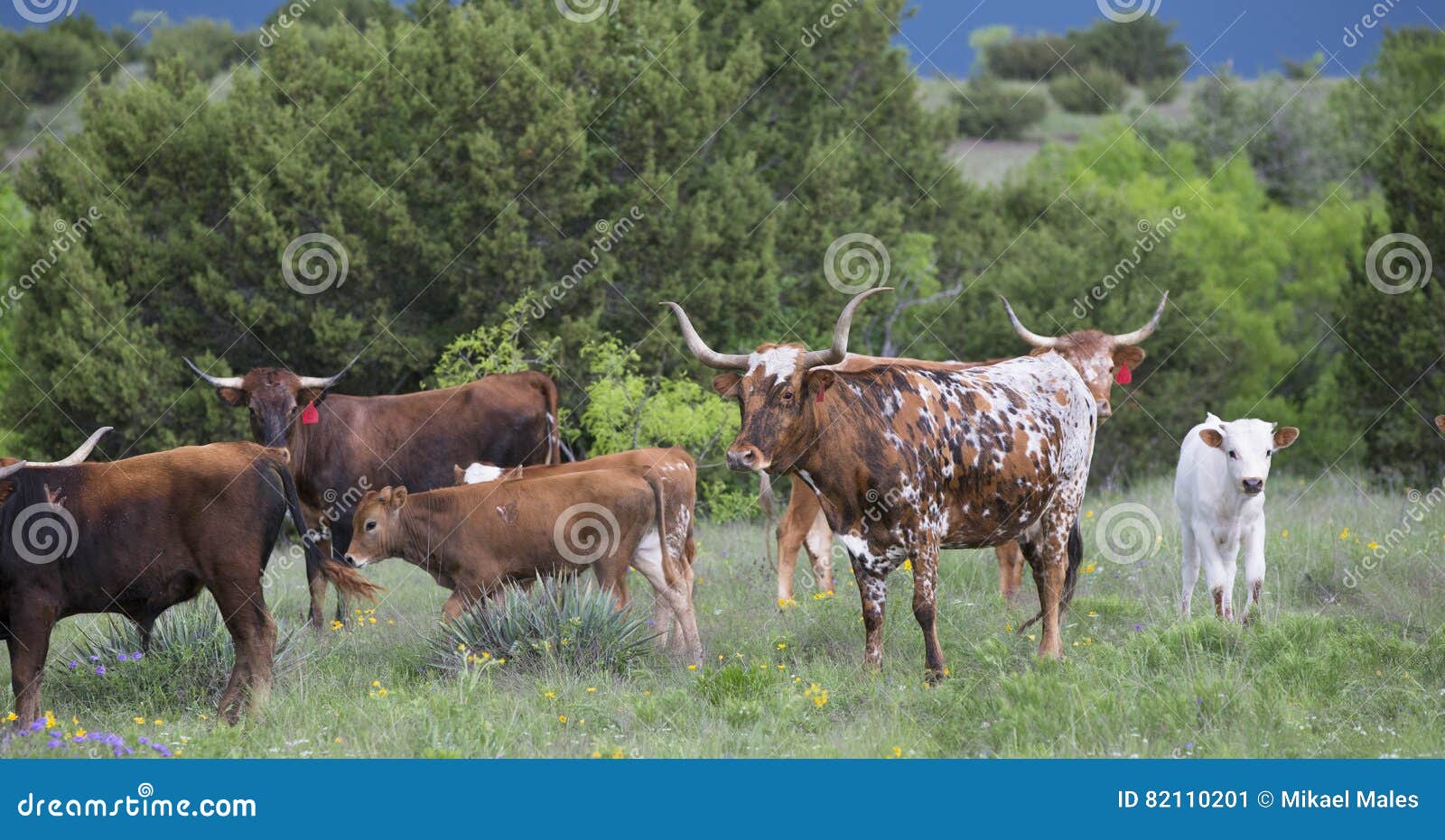 Panoramico Delle Mucche Texane Del Texas Immagine Stock - Immagine di ...