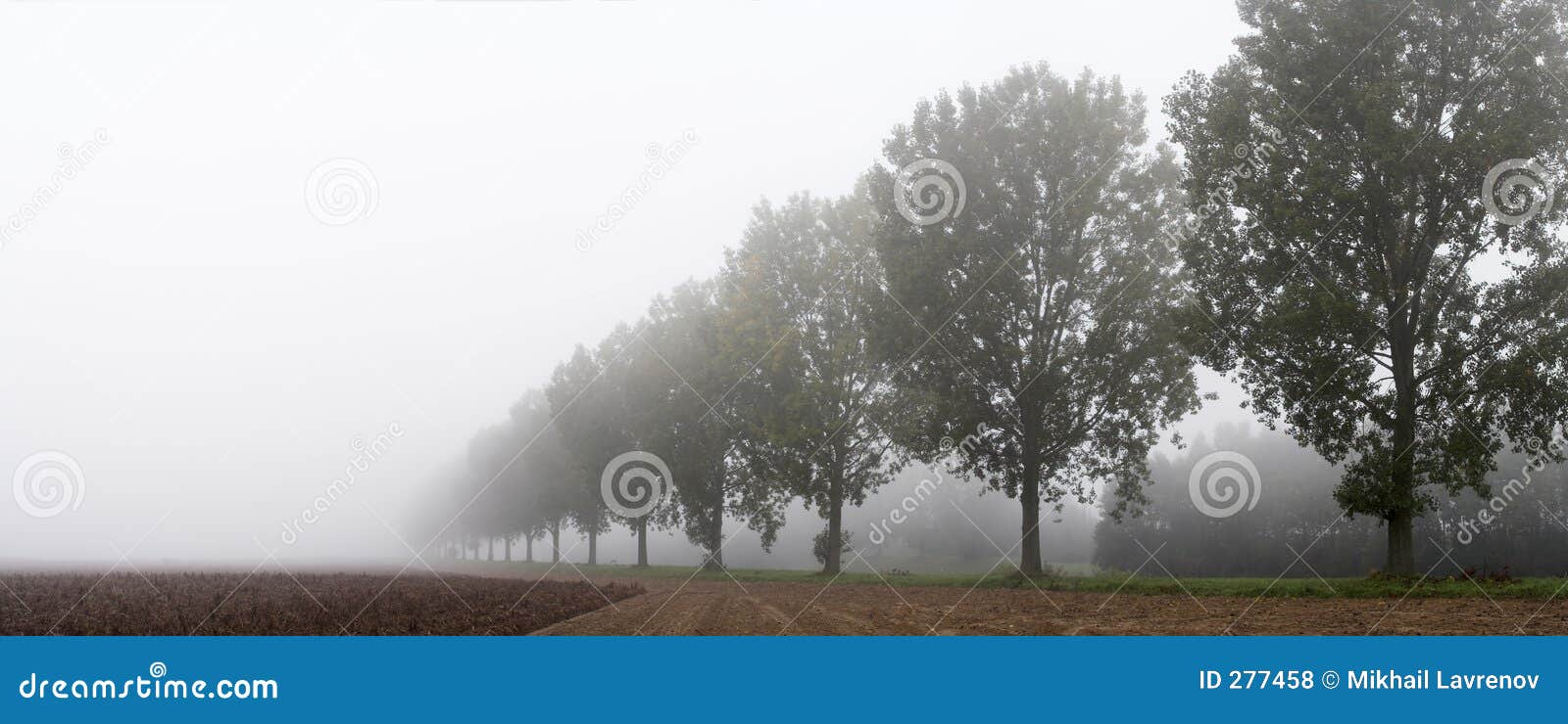 Panoramisch - Rij Van Bomen Stock Foto - Image of land, najaar: 277458