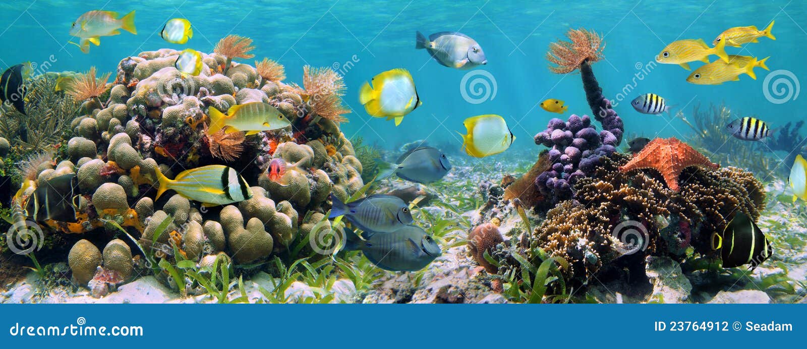 Panoramisches Riff stockfoto. Bild von nave, tier, panorama - 23764912