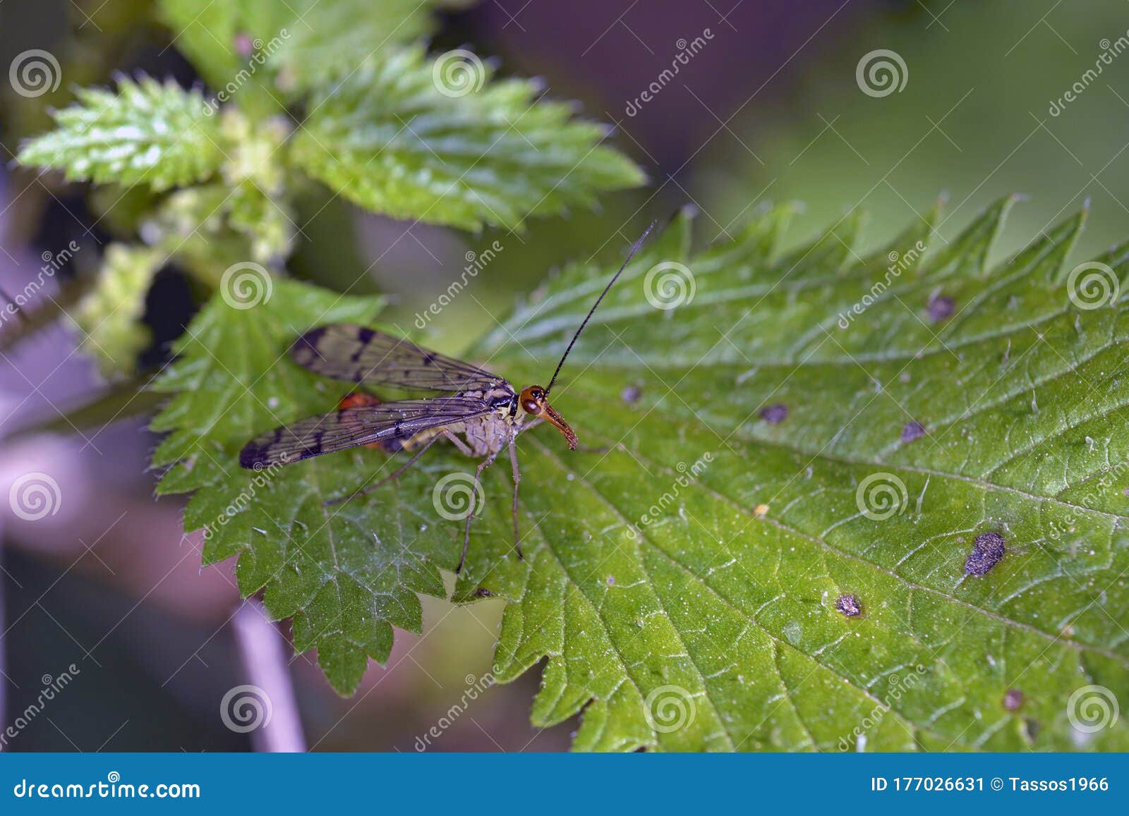 Lacedaemonia Stock Photos - Free & Royalty-Free Stock Photos from ...