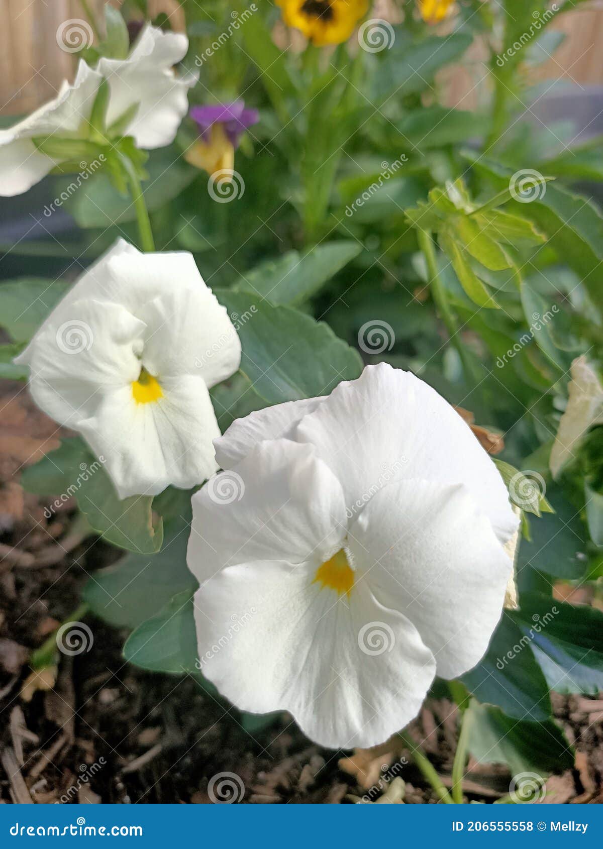 Pansie stock photo. Image of petal, rose, flower, garden - 206555558