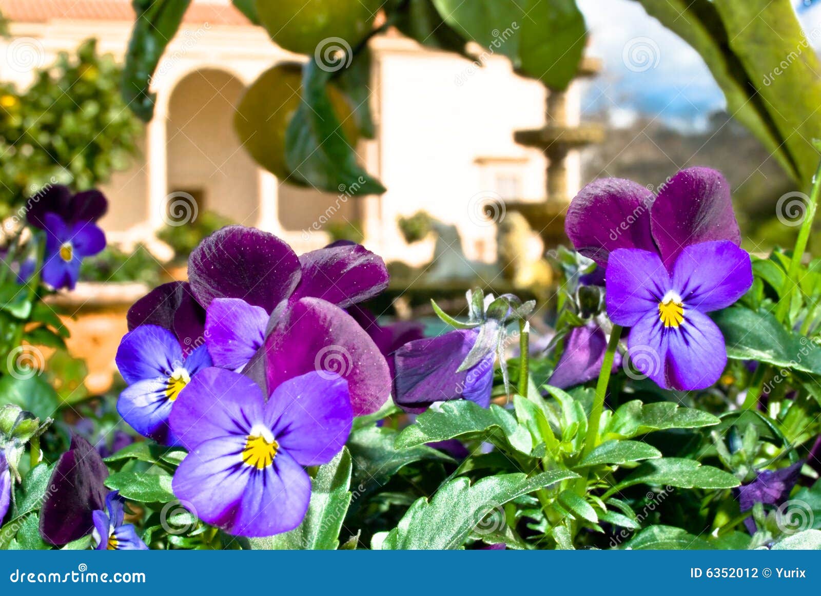 Pansies stock photo. Image of beautiful, peace, peaceful - 6352012