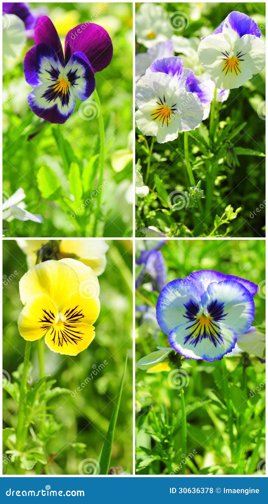 Pansies in bloom collage stock photo. Image of fields - 30636378