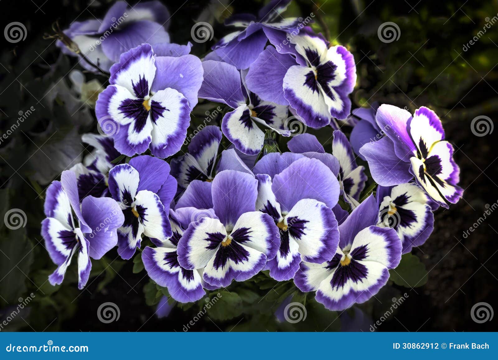 Pansies Blue Flowers in Spring Stock Photo - Image of green, delicate ...