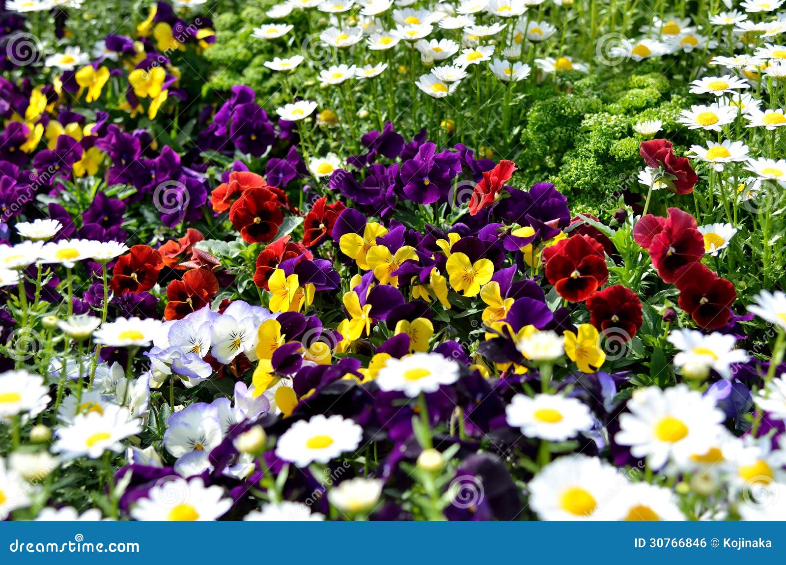Pansies in the flower bed. stock photo. Image of paludosum - 30766846