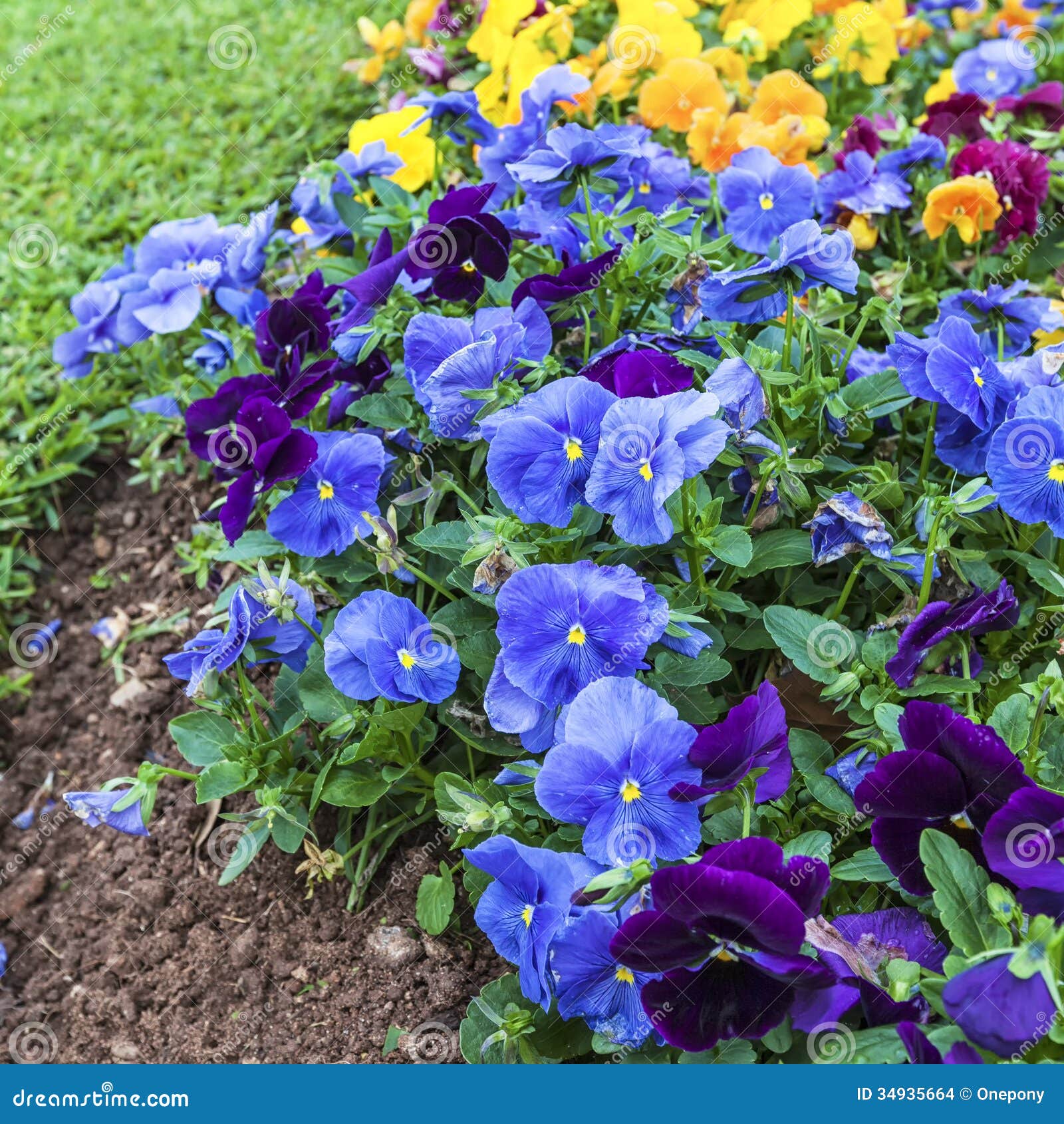 Pansies stock photo. Image of beautiful, flower, leaf - 34935664