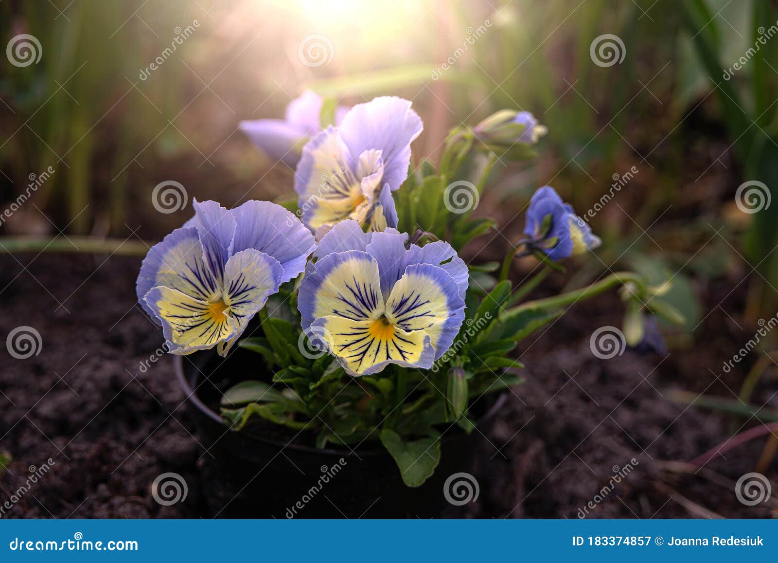 Pansies Growing in the Spring Garden Stock Image - Image of green ...