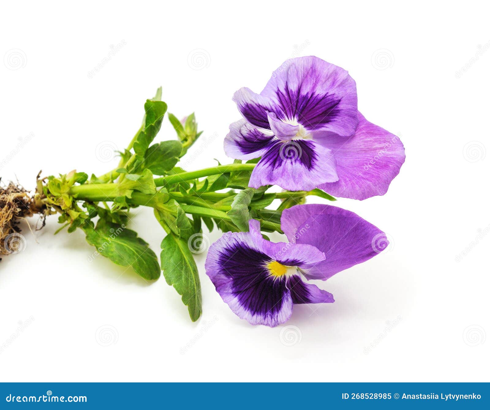 Pansies with Leaves and Roots Stock Image - Image of bouquet, plant ...
