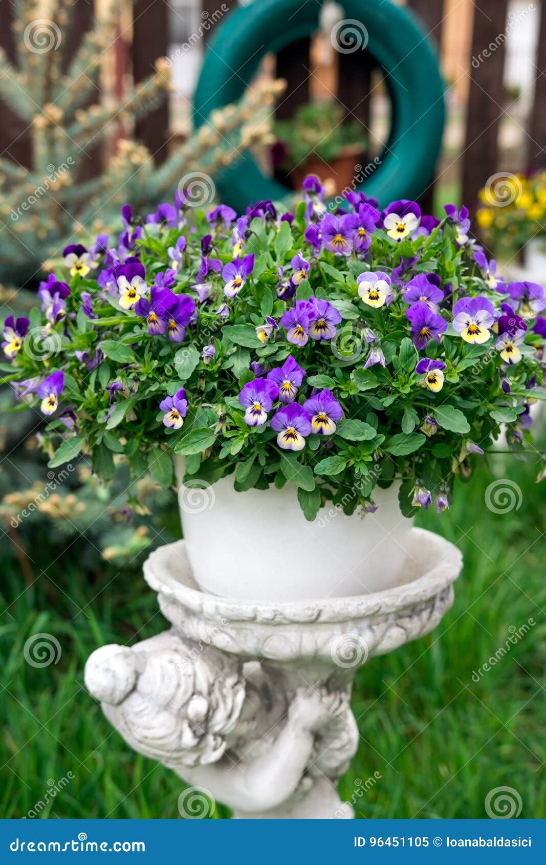 Pansies Planted in Pots Cheer Garden in Spring Stock Image - Image of ...