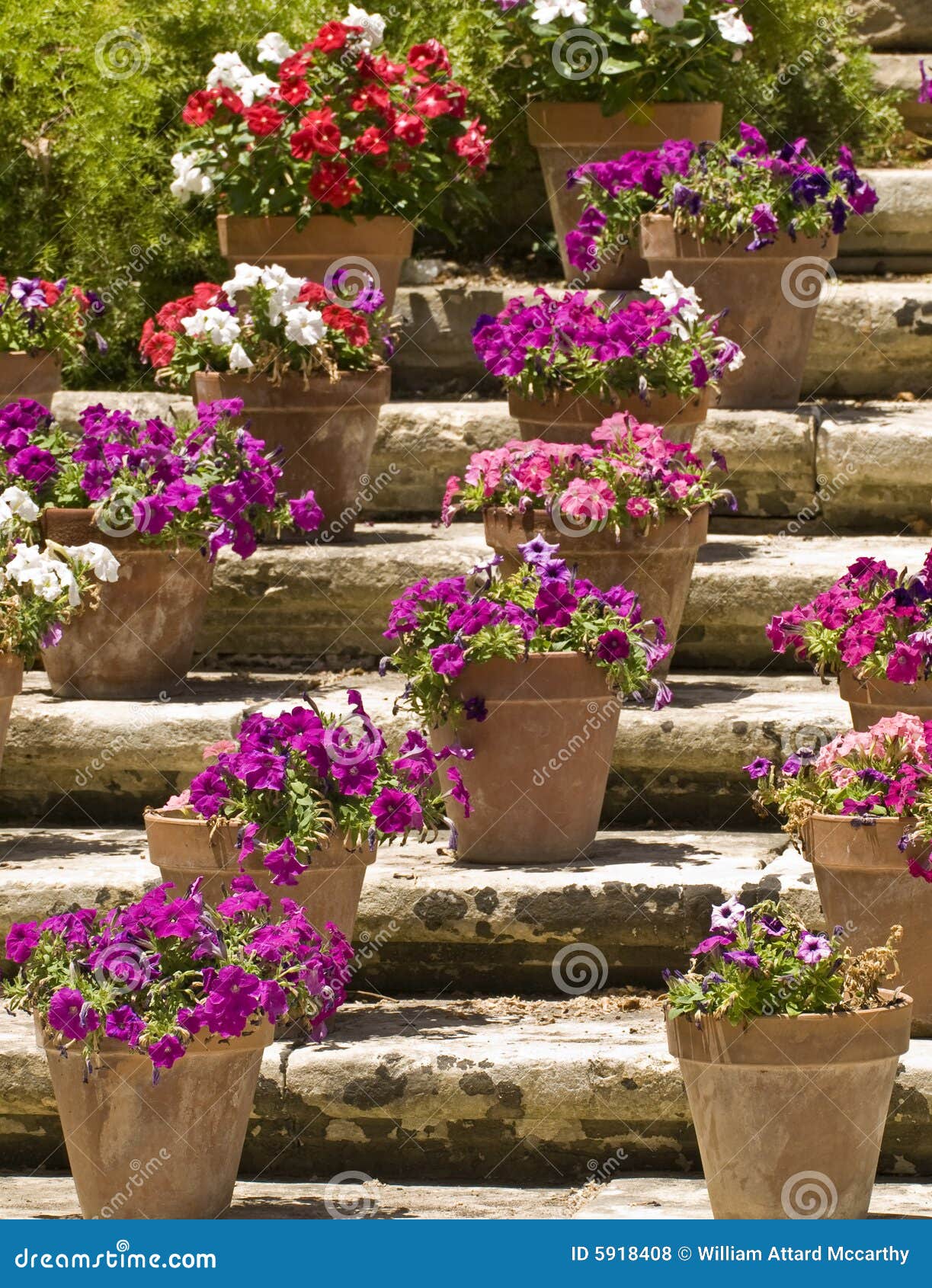 Pansies and Pots stock photo. Image of gardening, green - 5918408