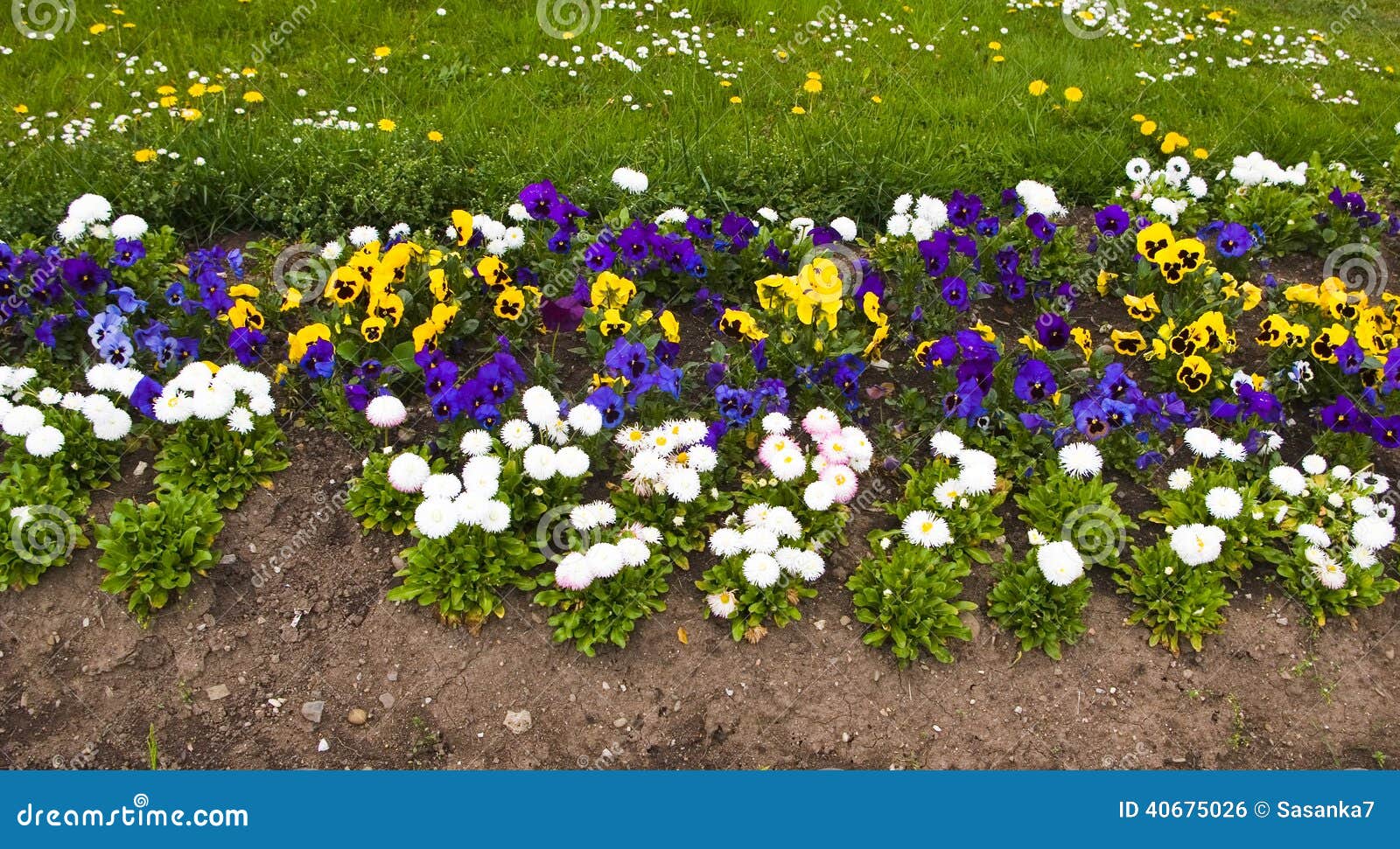 Pansies in bed stock photo. Image of antithesis, flowerbed - 40675026