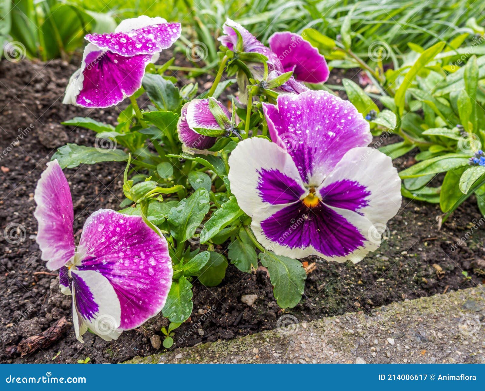 Pansies in the Spring in the Garden Stock Image - Image of flowerbed ...