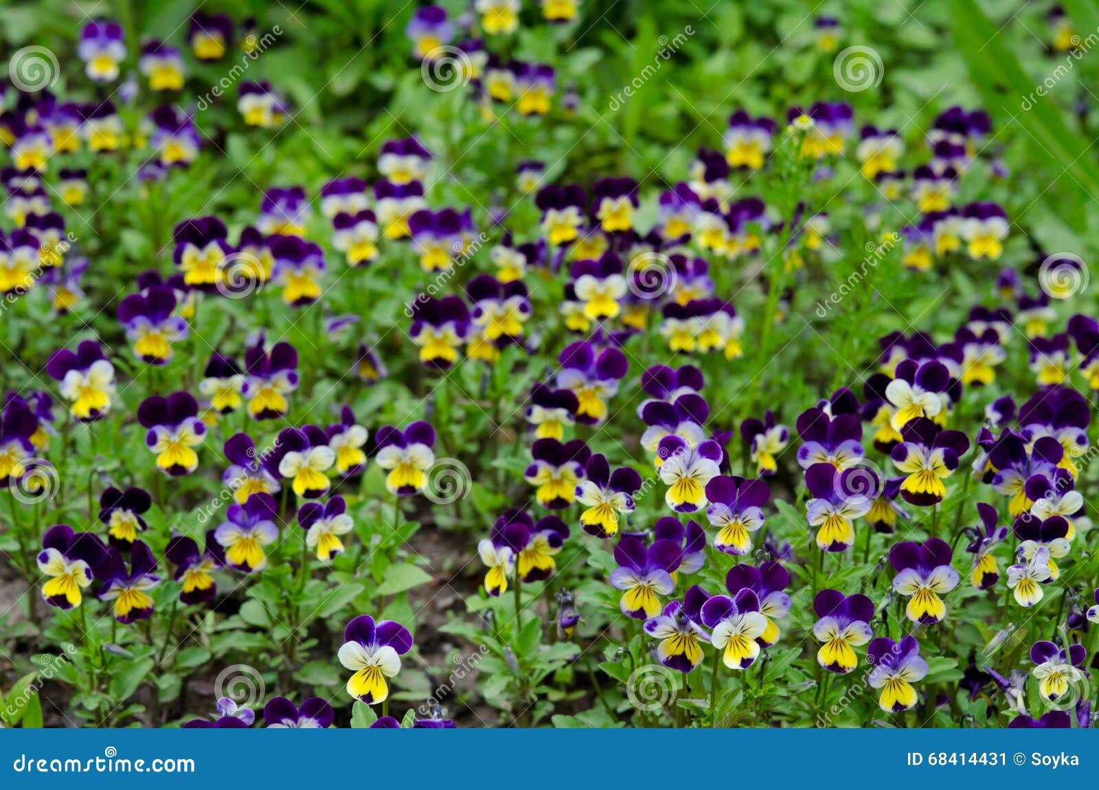 Pansies in a spring garden stock image. Image of flora - 68414431