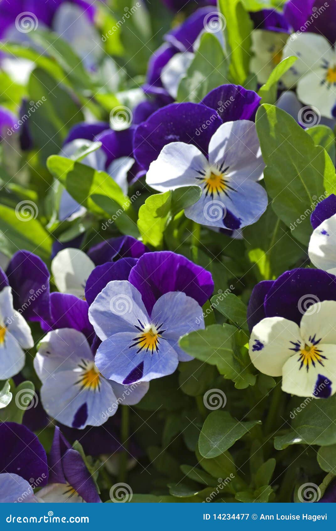 Pansy stock image. Image of petal, vertical, flowerbed - 14234477