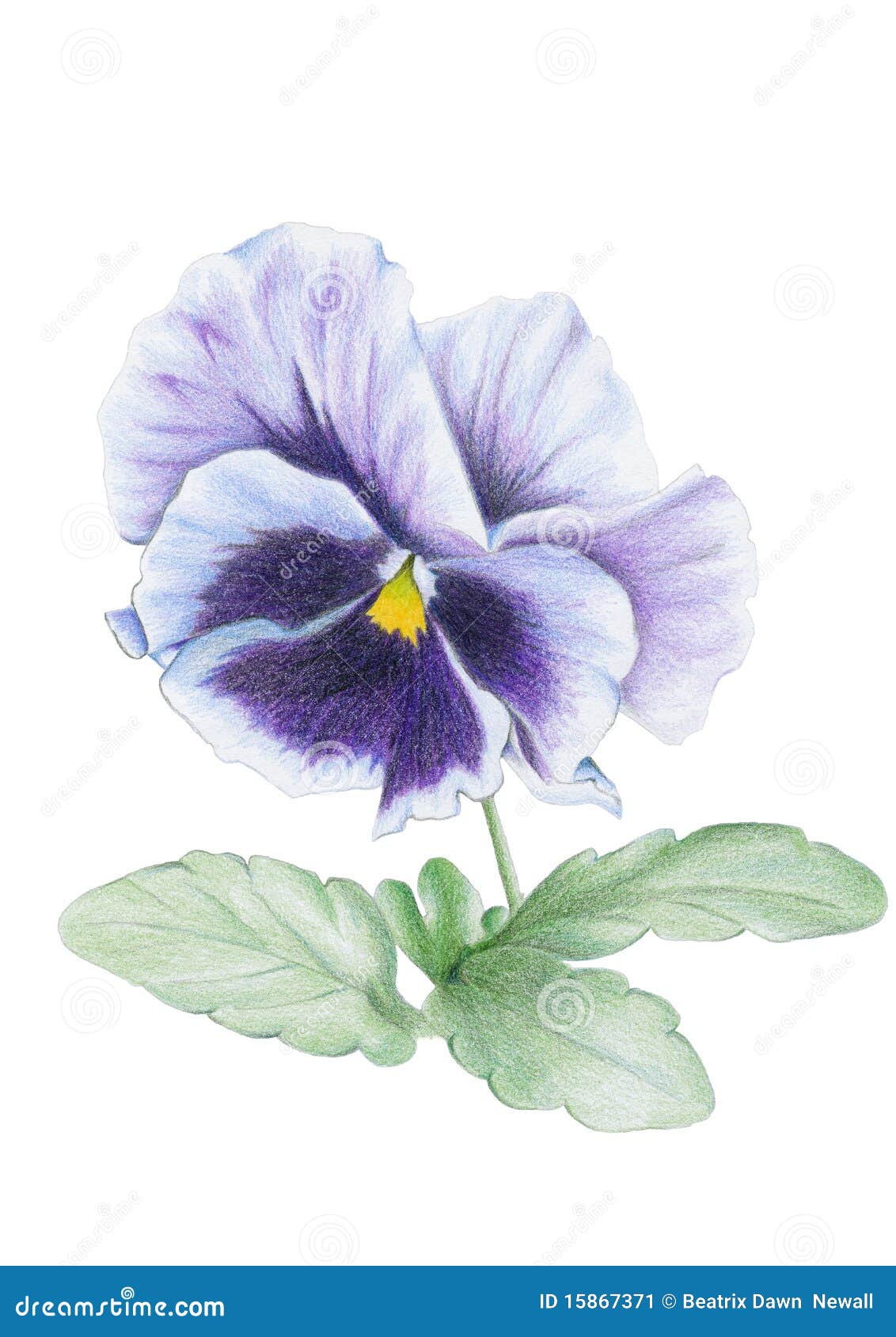 Pansy stock illustration. Illustration of pencil, cherish - 15867371