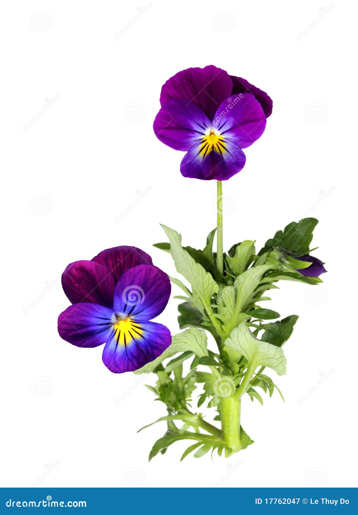 Pansy stock image. Image of pensee, spring, variegated - 17762047