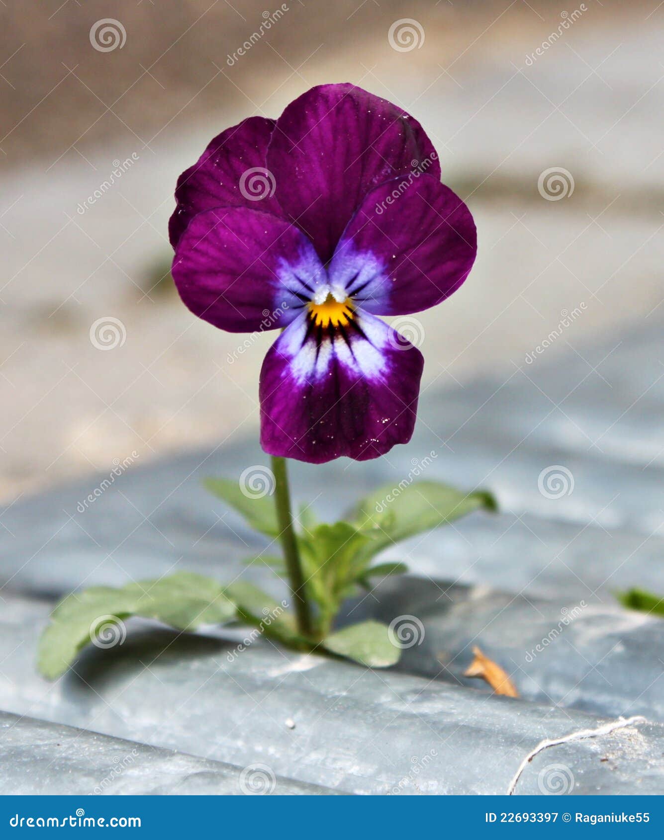 Pansy stock image. Image of decoration, nature, bright - 22693397