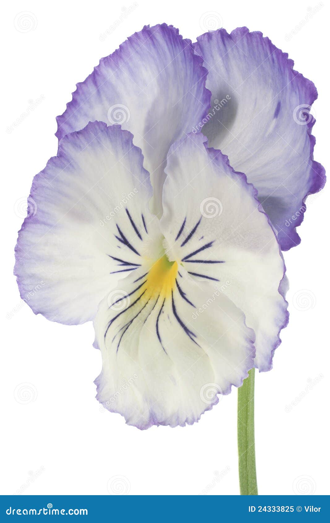 Pansy stock image. Image of florescence, flower, focus - 24333825