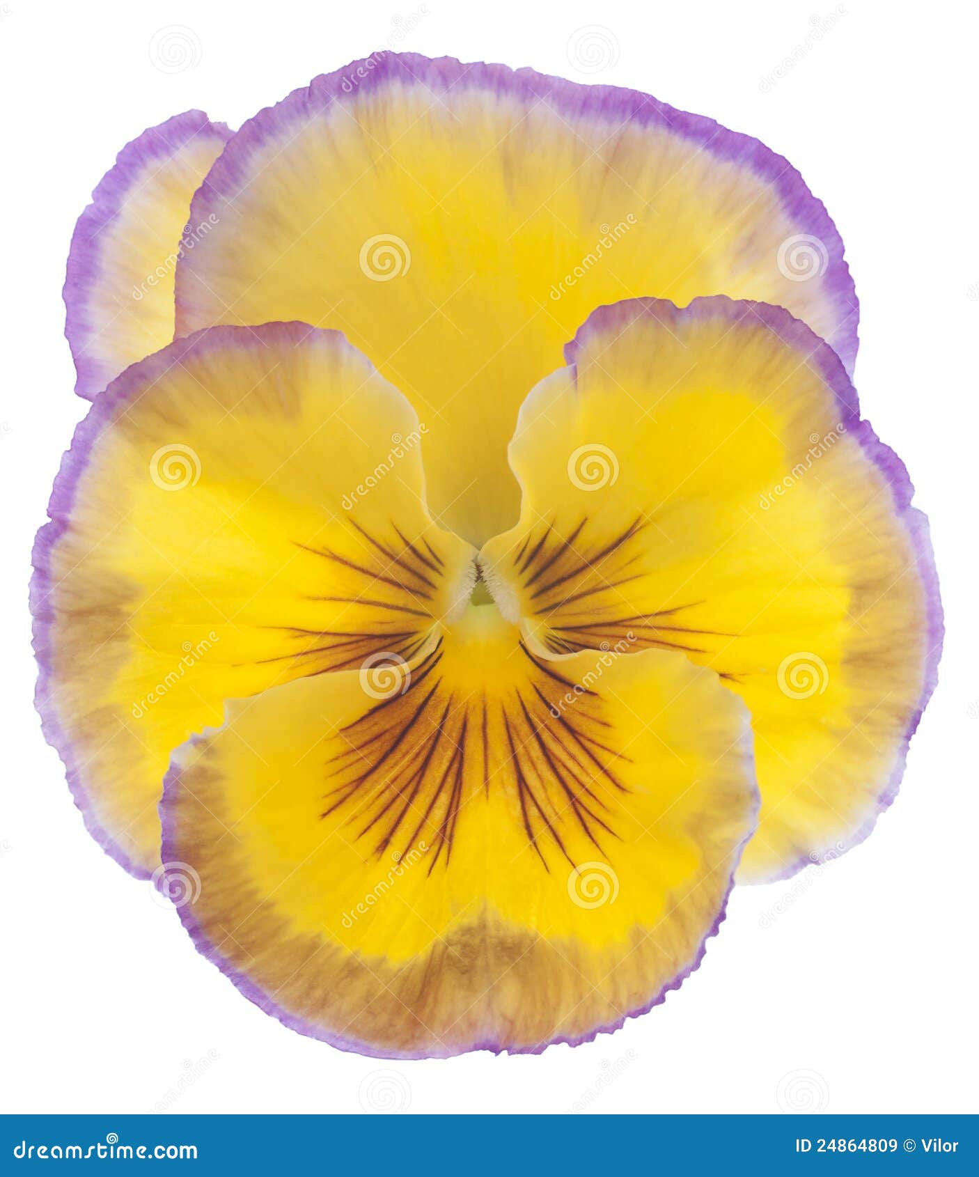Pansy stock image. Image of plant, shot, studio, floral - 24864809