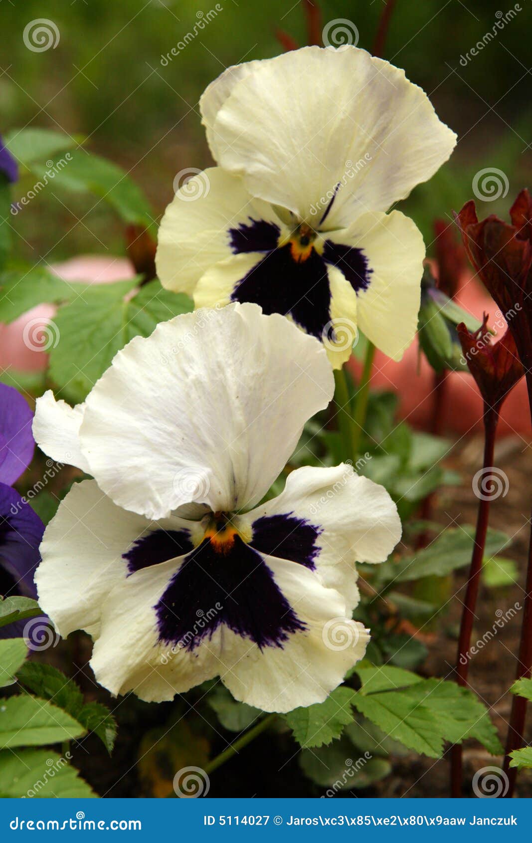 Pansy stock image. Image of garden, petal, pansy, springtime - 5114027