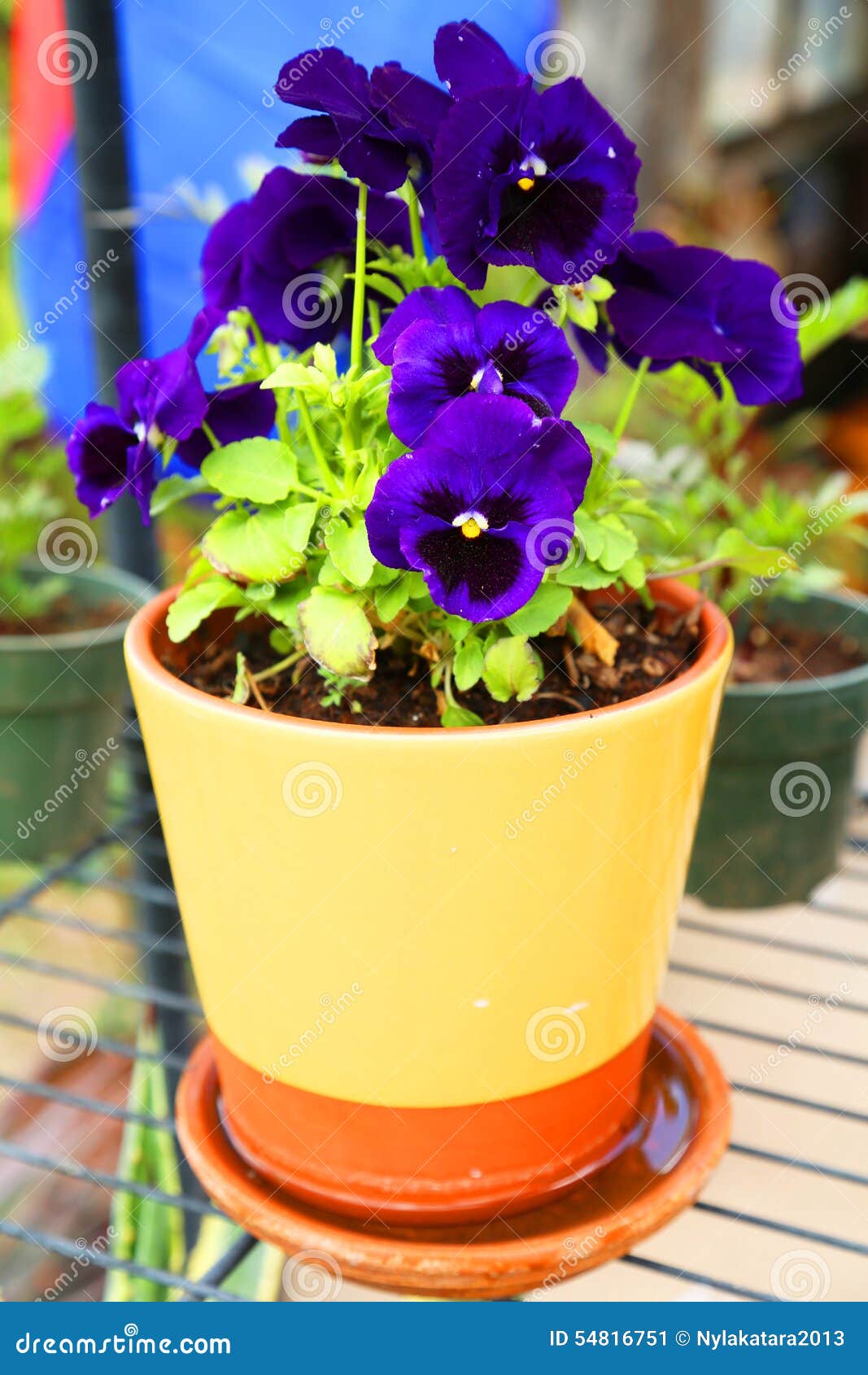 Pansy stock image. Image of leaves, large, nature, color - 54816751