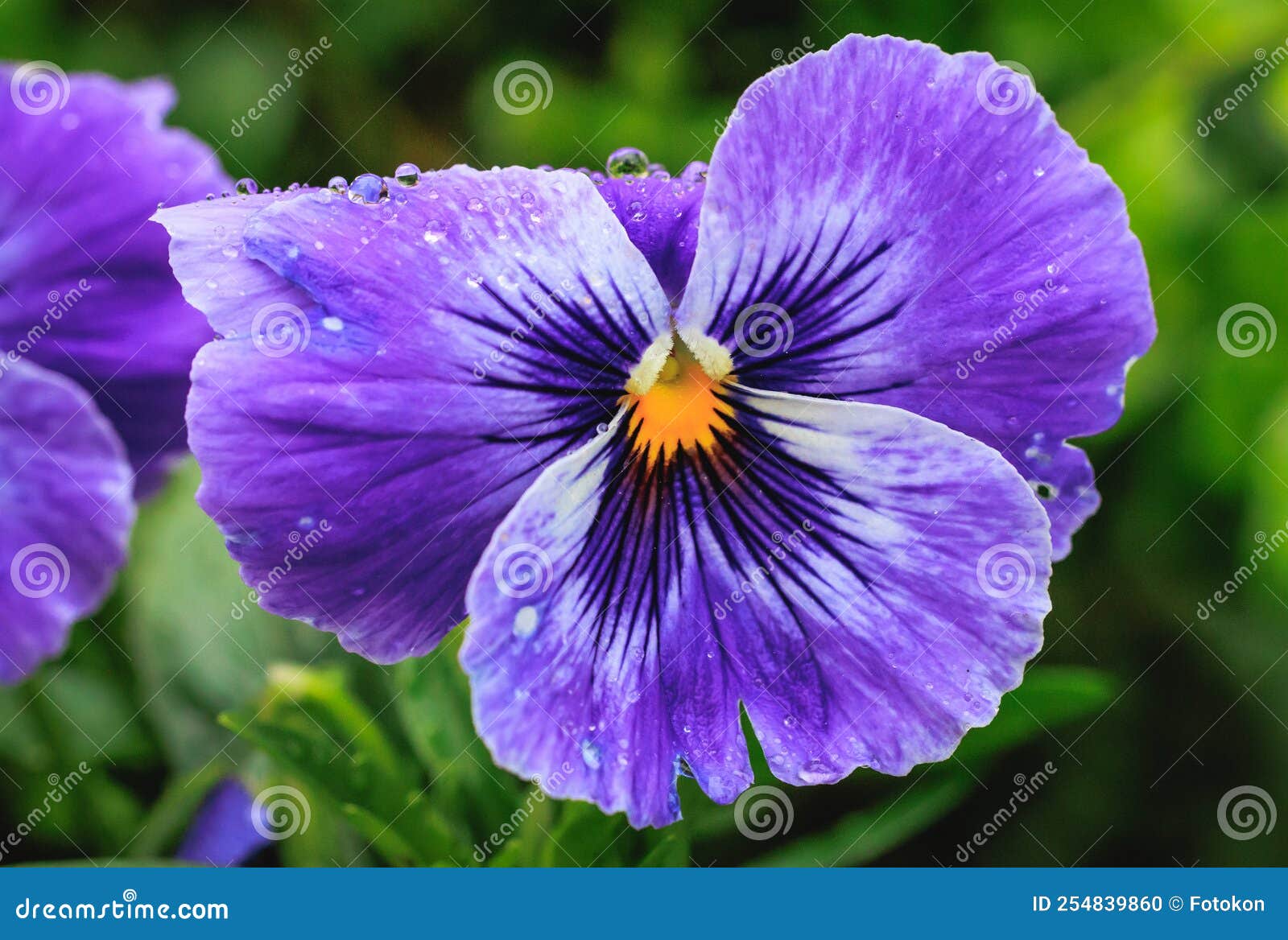 Pansy blue flower stock photo. Image of water, garden - 254839860