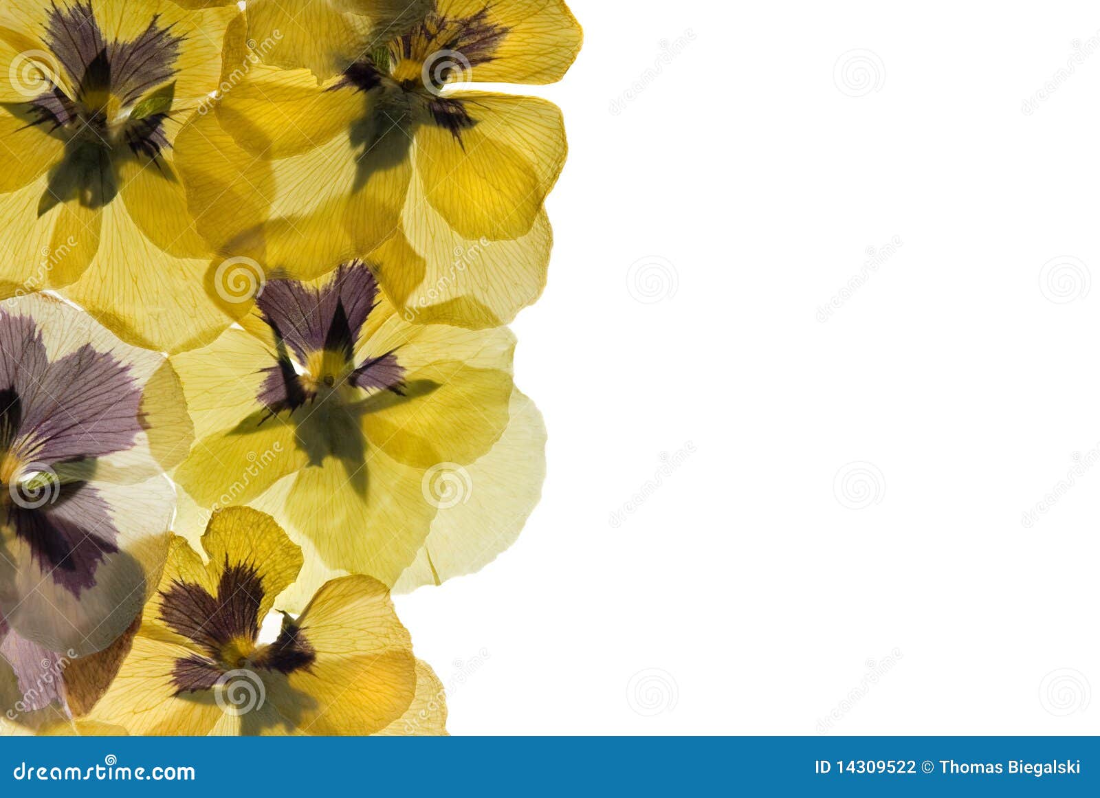 Pansy Border Picture. Image: 14309522