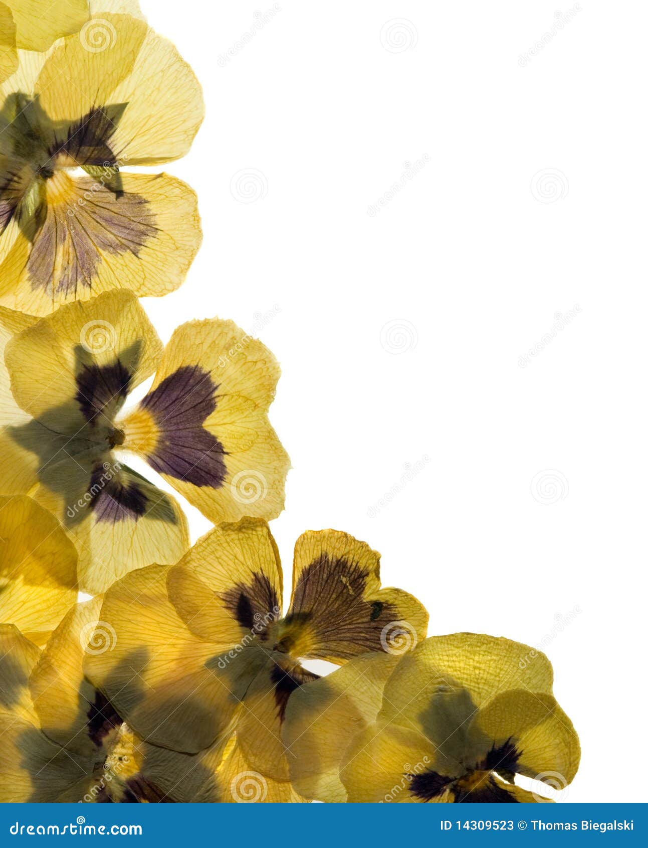 Pansy border stock image. Image of transluscent, isolated - 14309523