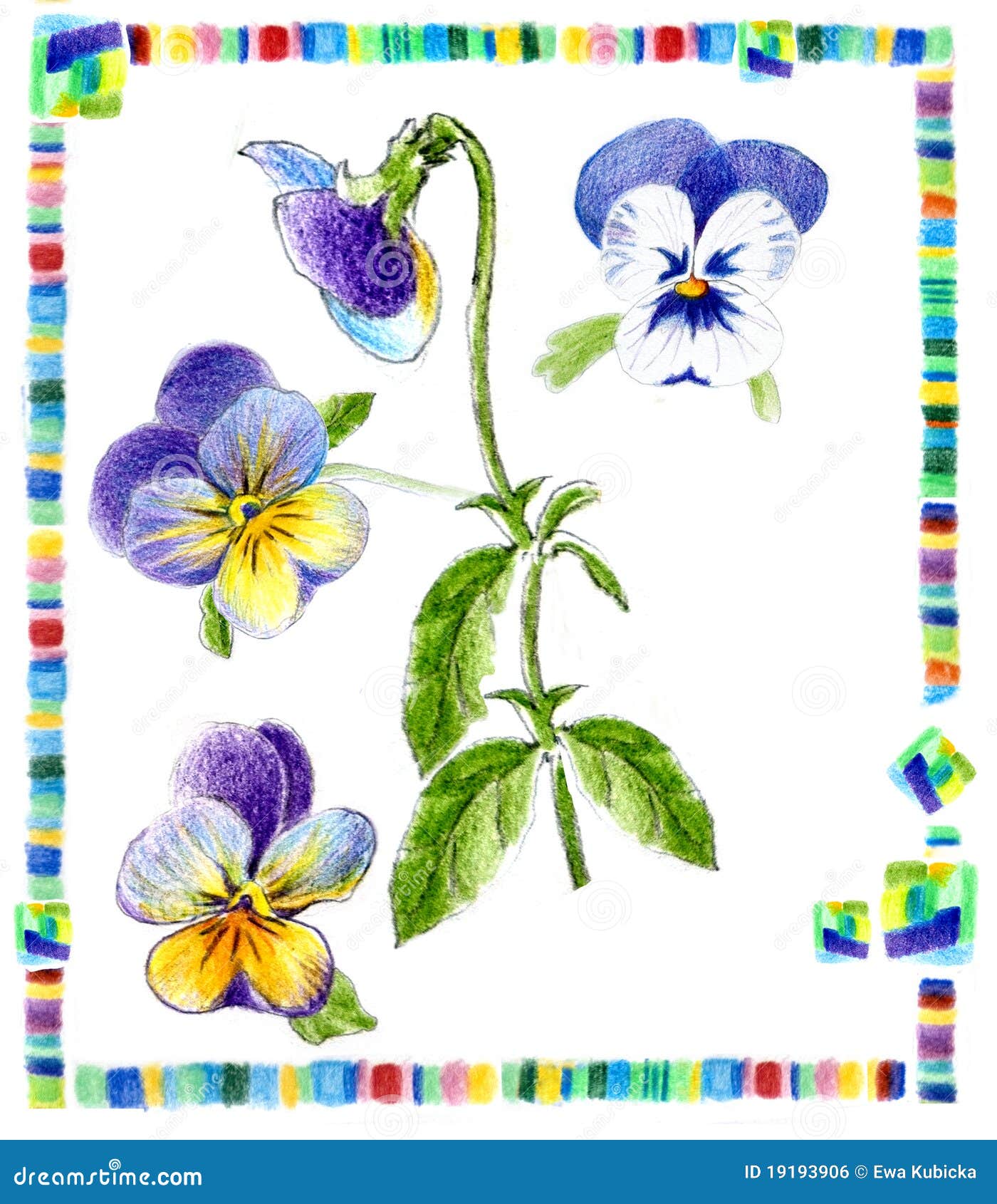Pansy Draw Illustration for Herbarium Stock Illustration - Illustration ...