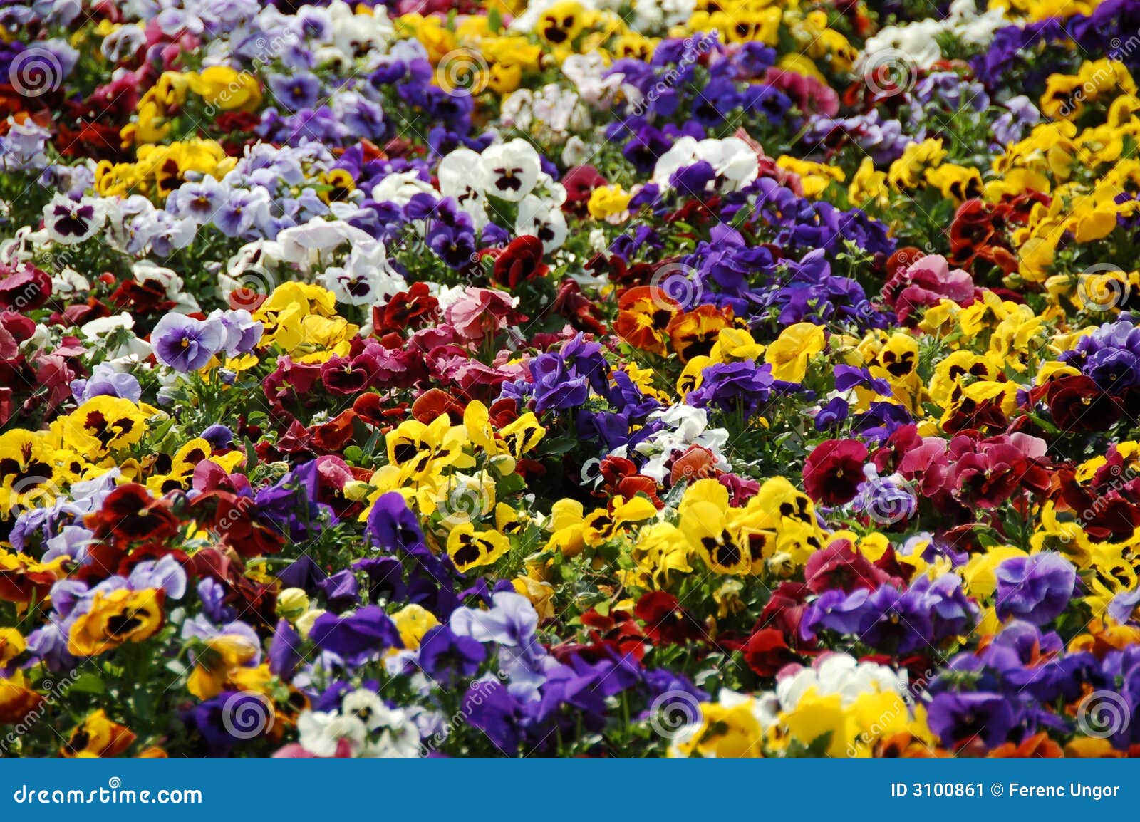 Pansy field stock image. Image of plant, spring, pansy - 3100861