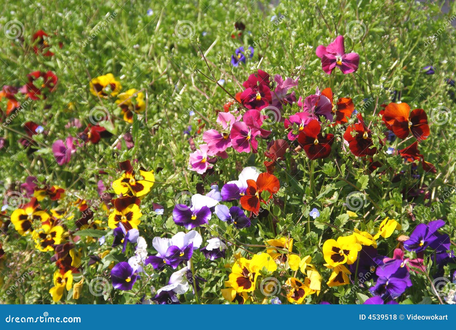 Pansy field stock photo. Image of green, environment, farm - 4539518