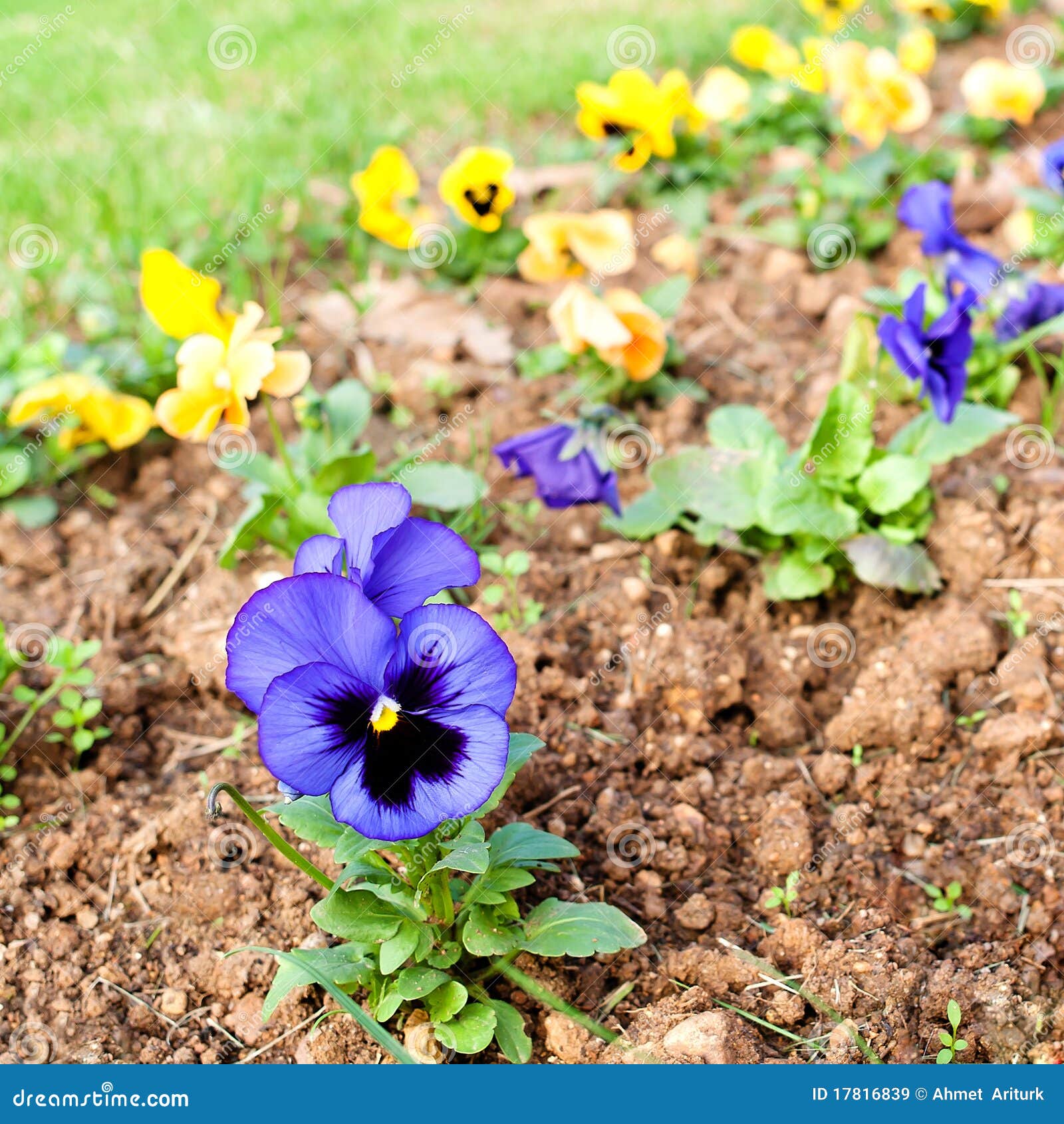 Pansy flower stock image. Image of floral, fresh, bloom - 17816839