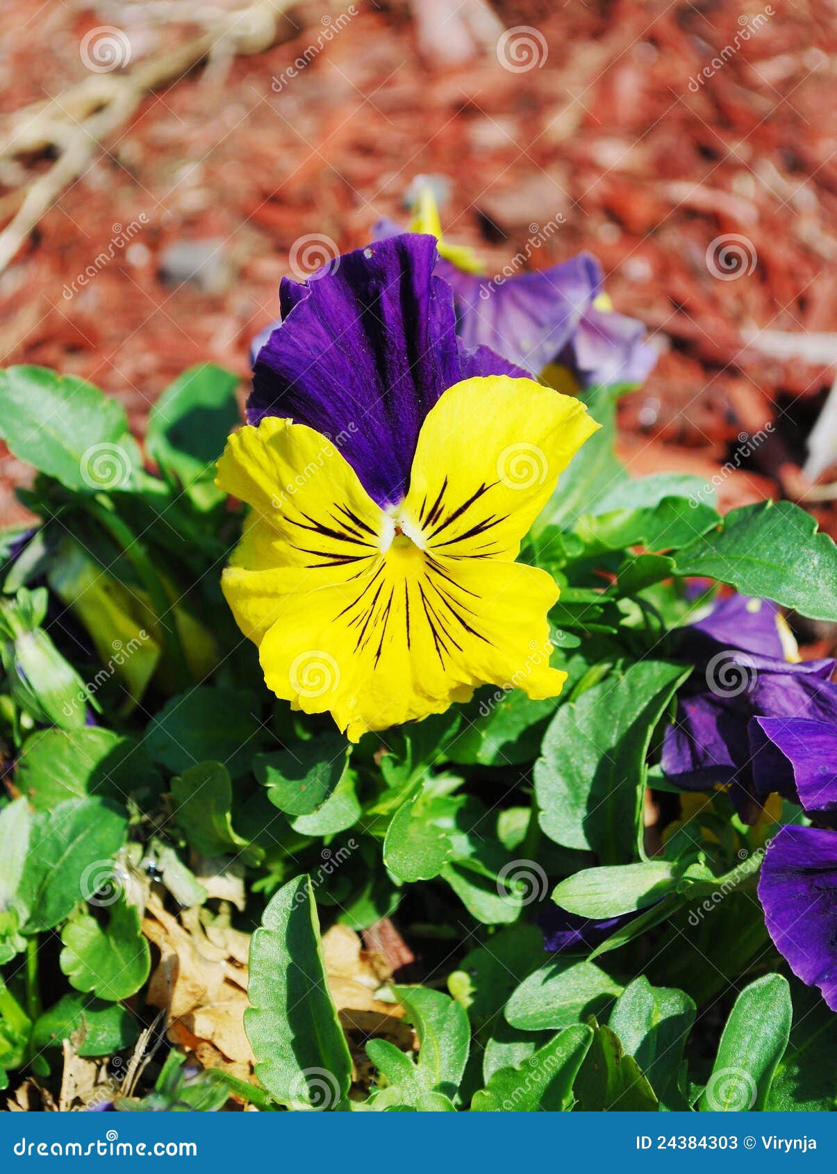 Pansy flower stock image. Image of park, blossom, yellow - 24384303