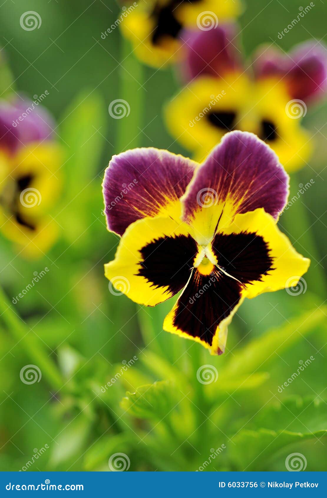 Pansy flower stock photo. Image of petals, bloom, green - 6033756