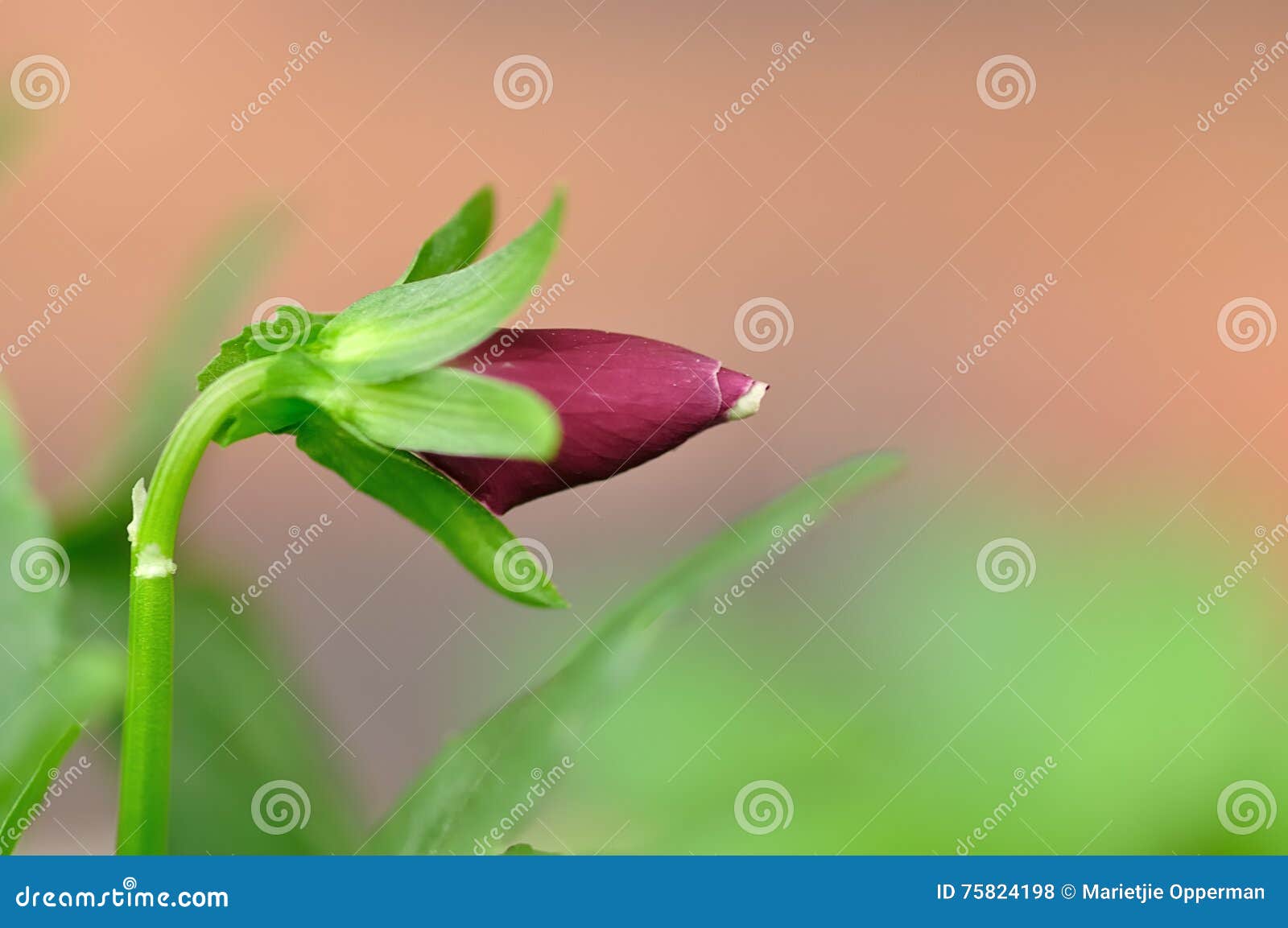 Pansy flower bud stock photo. Image of tricolor, closeup - 75824198