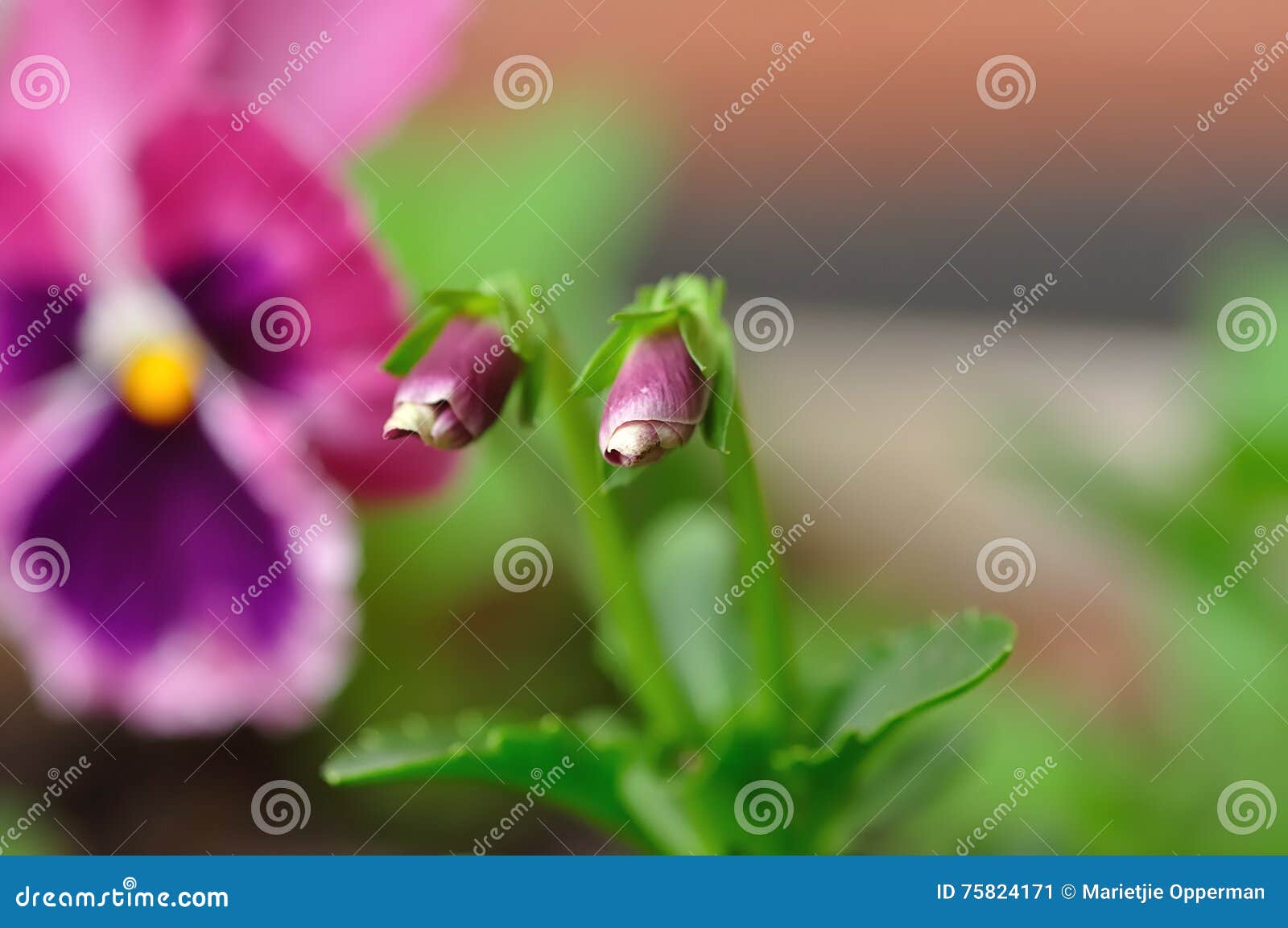 171 Pansy Flower Buds Photos - Free & Royalty-Free Stock Photos from ...