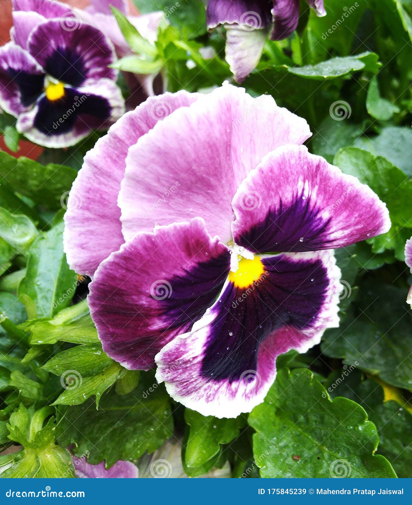 Pansy Flower in Garden with Leaves Stock Image - Image of beautiful ...