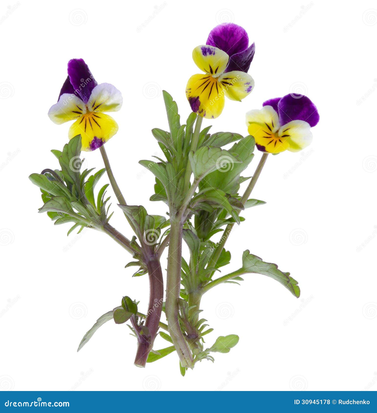 Pansy flower isolated stock photo. Image of isolated - 30945178