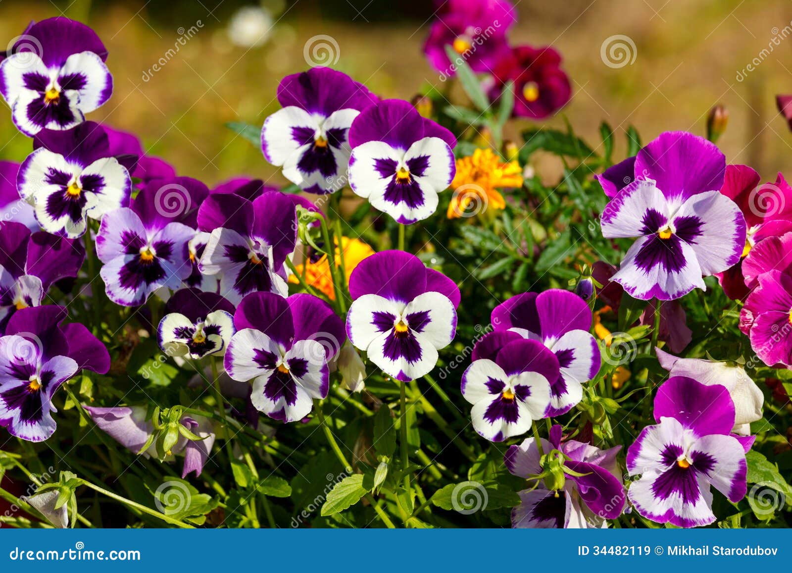Pansy flower stock image. Image of flowers, flower, multi - 34482119