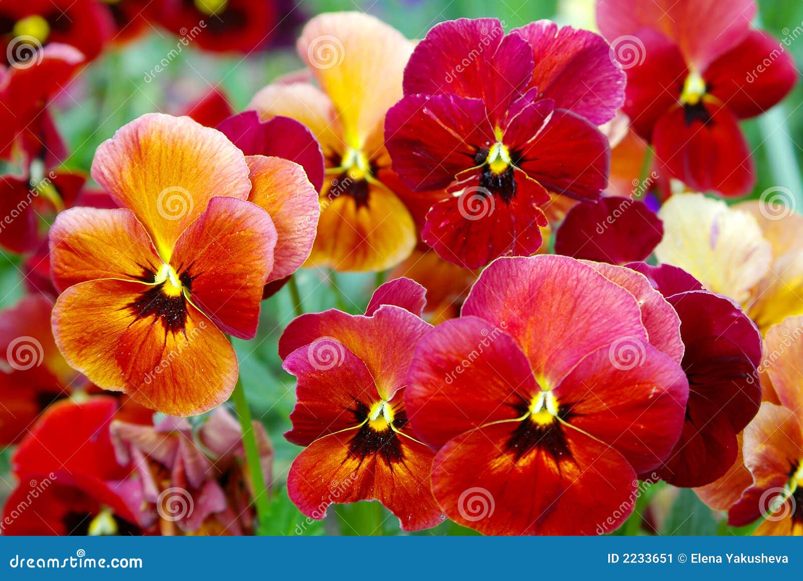 Pansy flowers stock image. Image of bouquet, birthday - 2233651