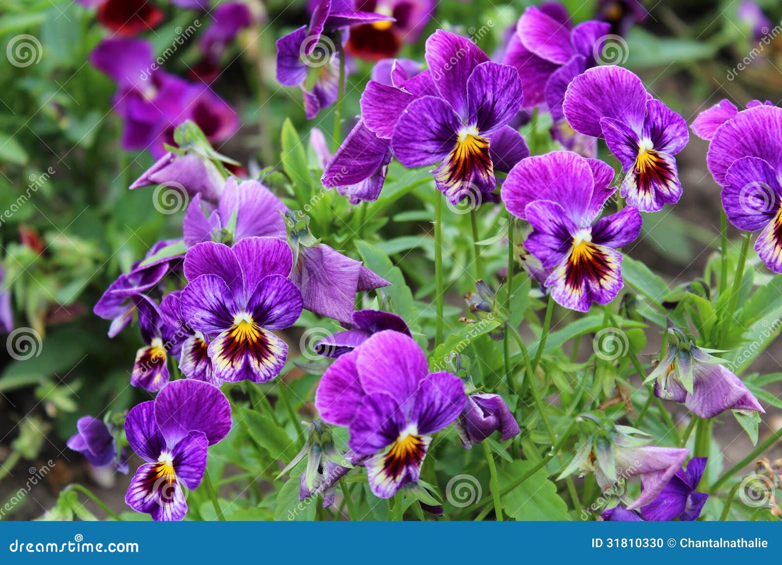 Pansy flowers stock photo. Image of green, bloom, fresh - 31810330
