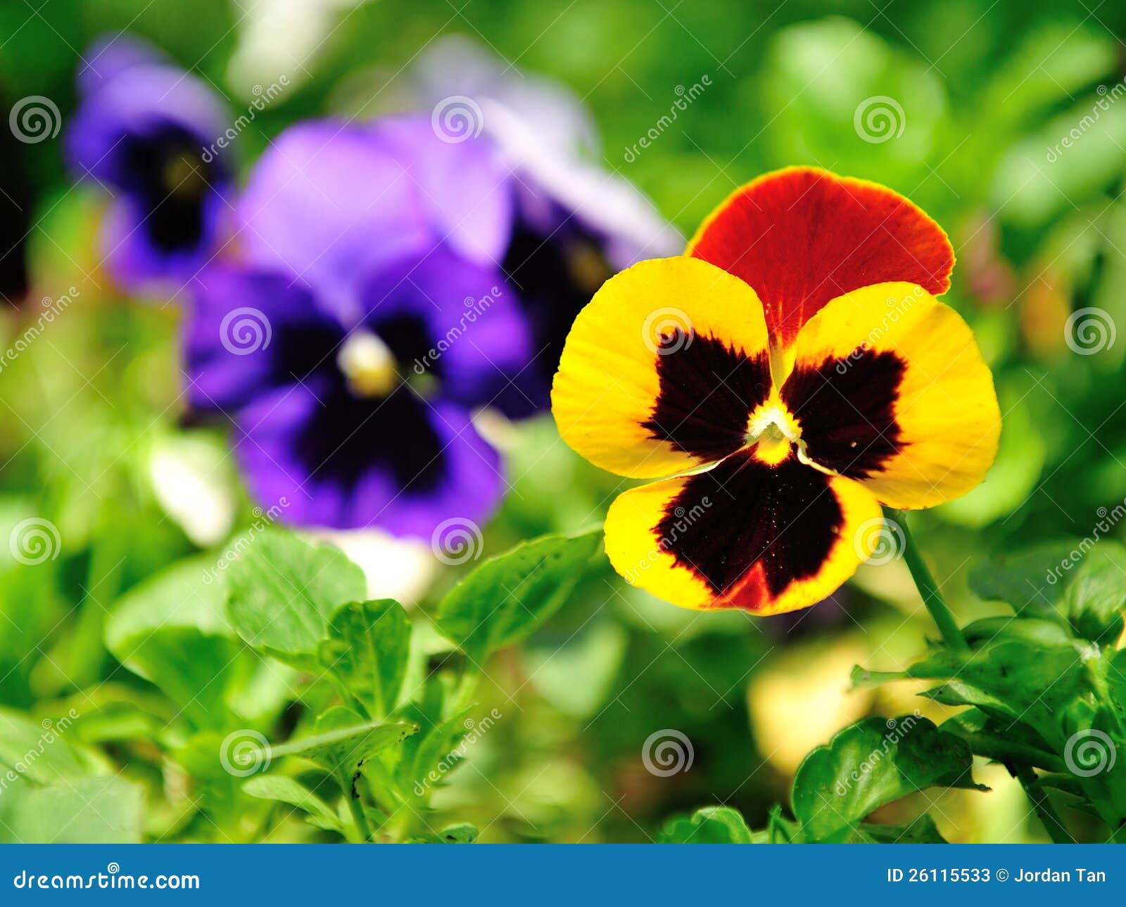 Pansy Flowers Blooming in Spring Stock Image - Image of pretty, vibrant ...
