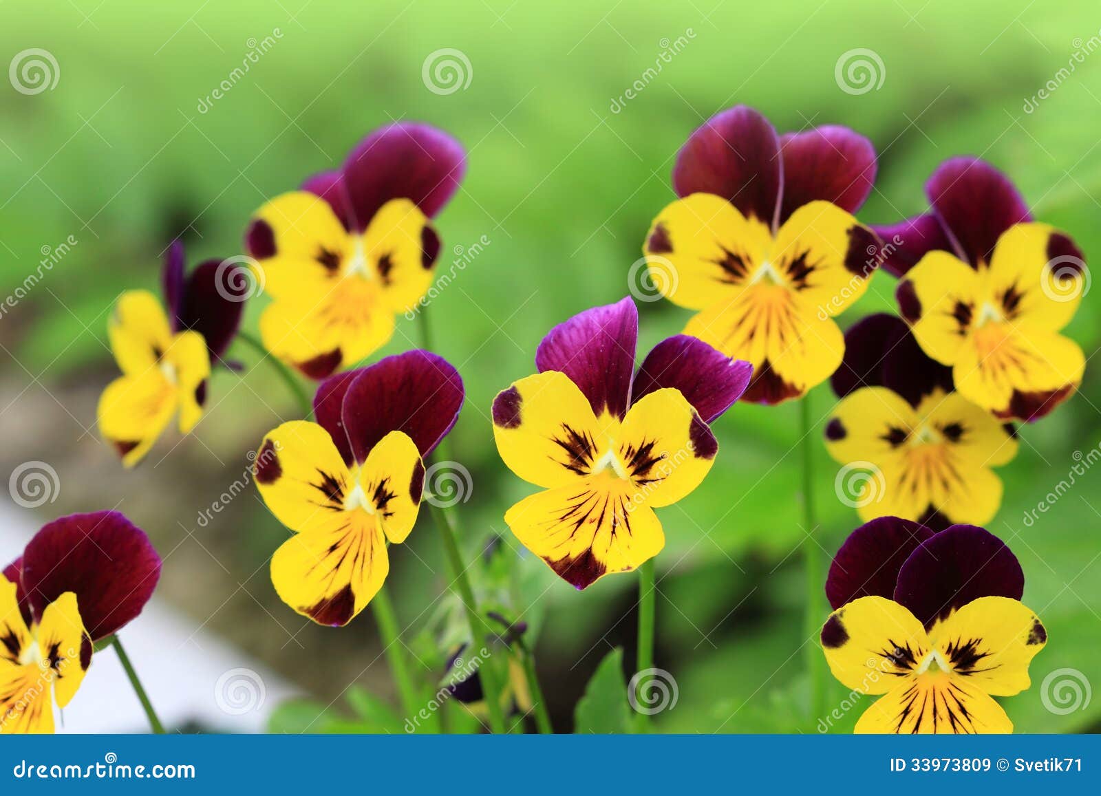 Pansy Flowers in Green Grass Stock Image - Image of green, freshness ...