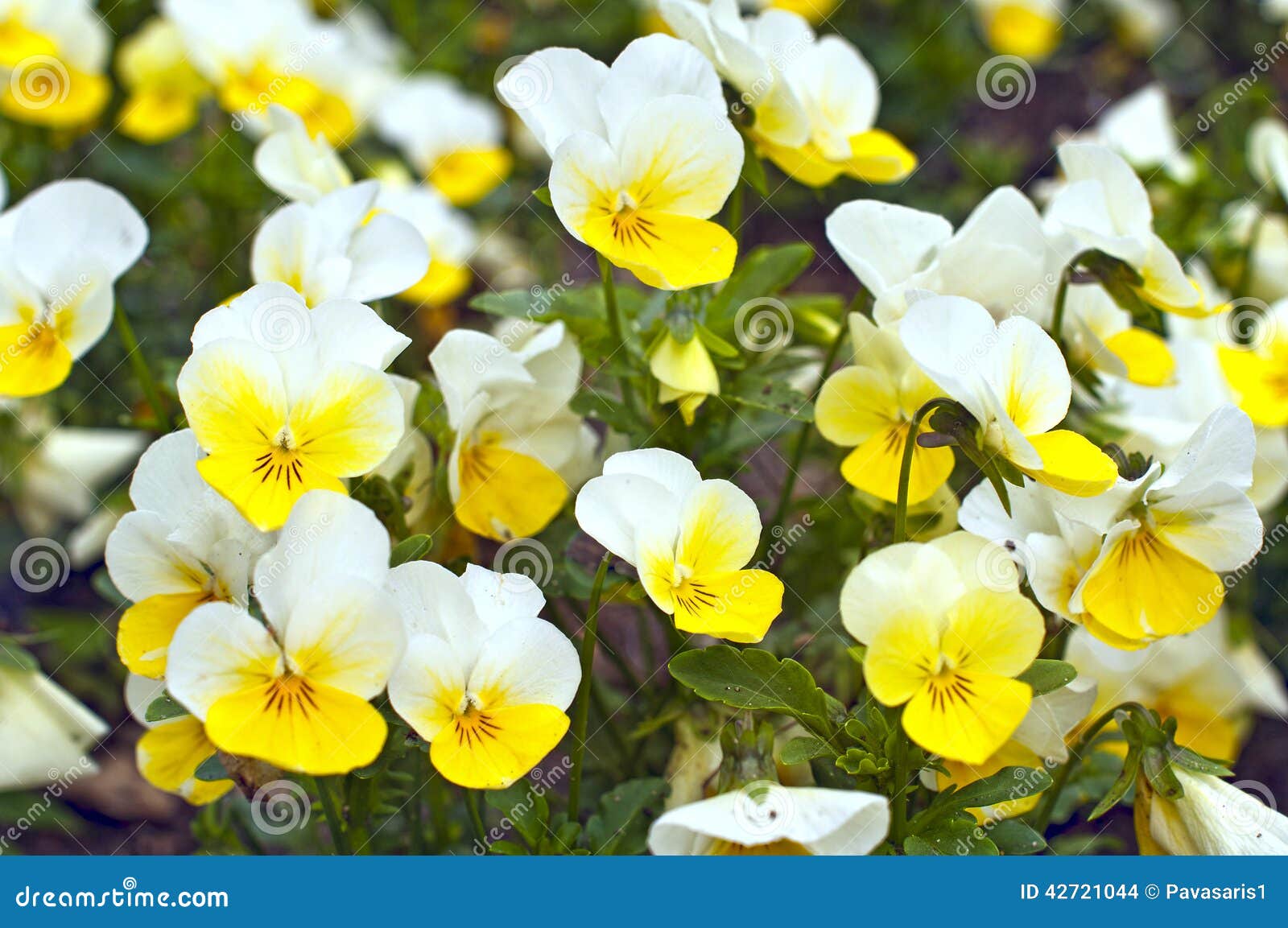 Pansy flowers stock photo. Image of decoration, botanical - 42721044