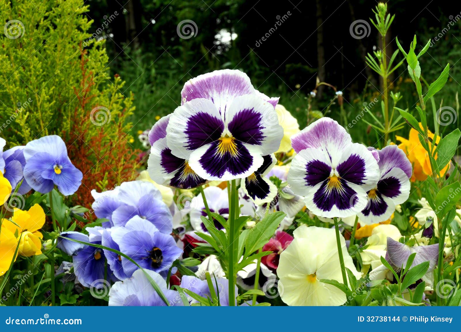 Pansy Flowers stock photo. Image of spring, green, summer - 32738144