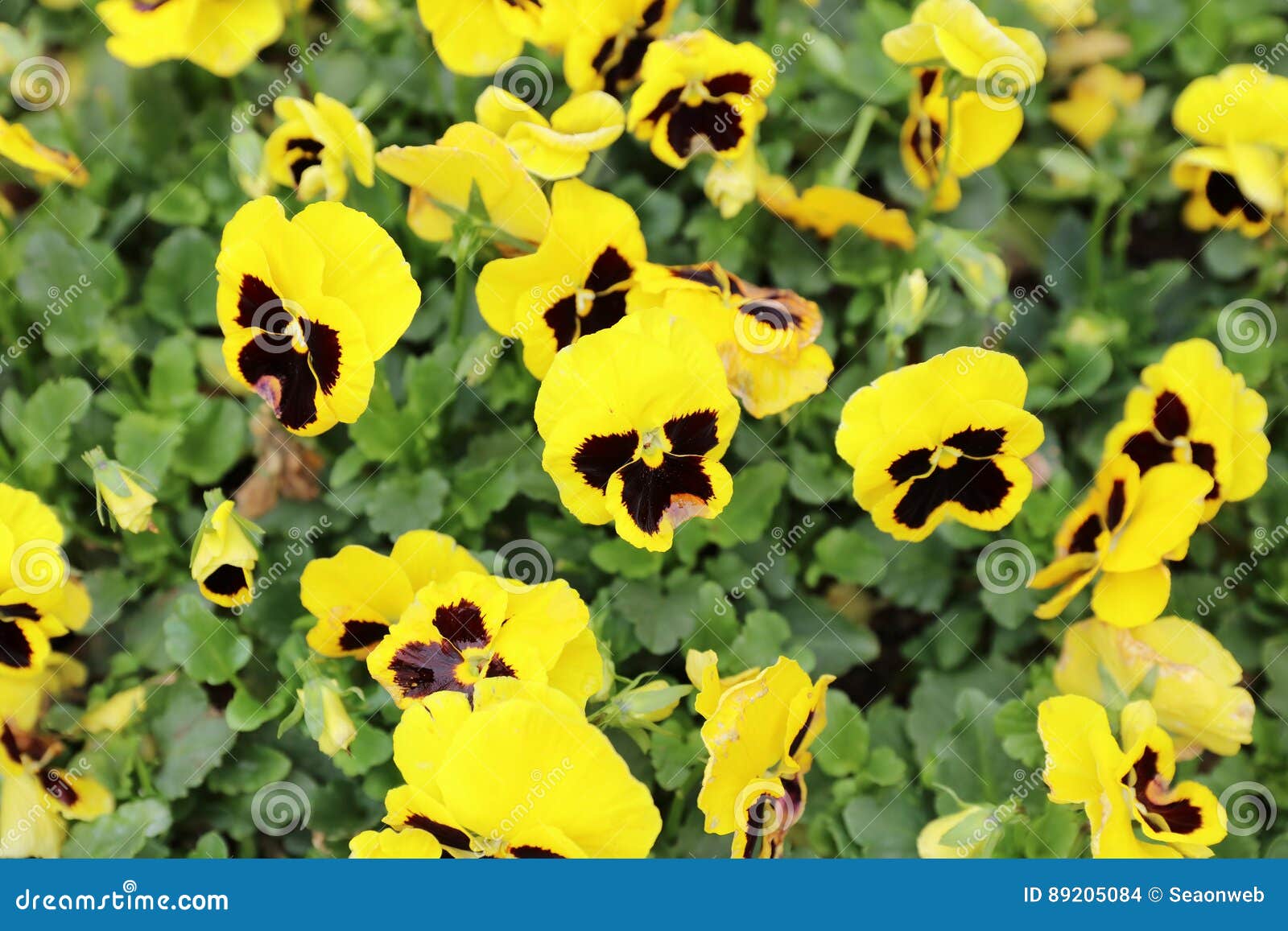 Pansy Flowers in Spring on Green Field Stock Photo - Image of yellow ...