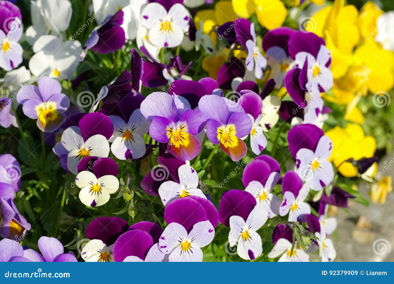 Pansy flowers in spring stock image. Image of plant, flower - 92379909