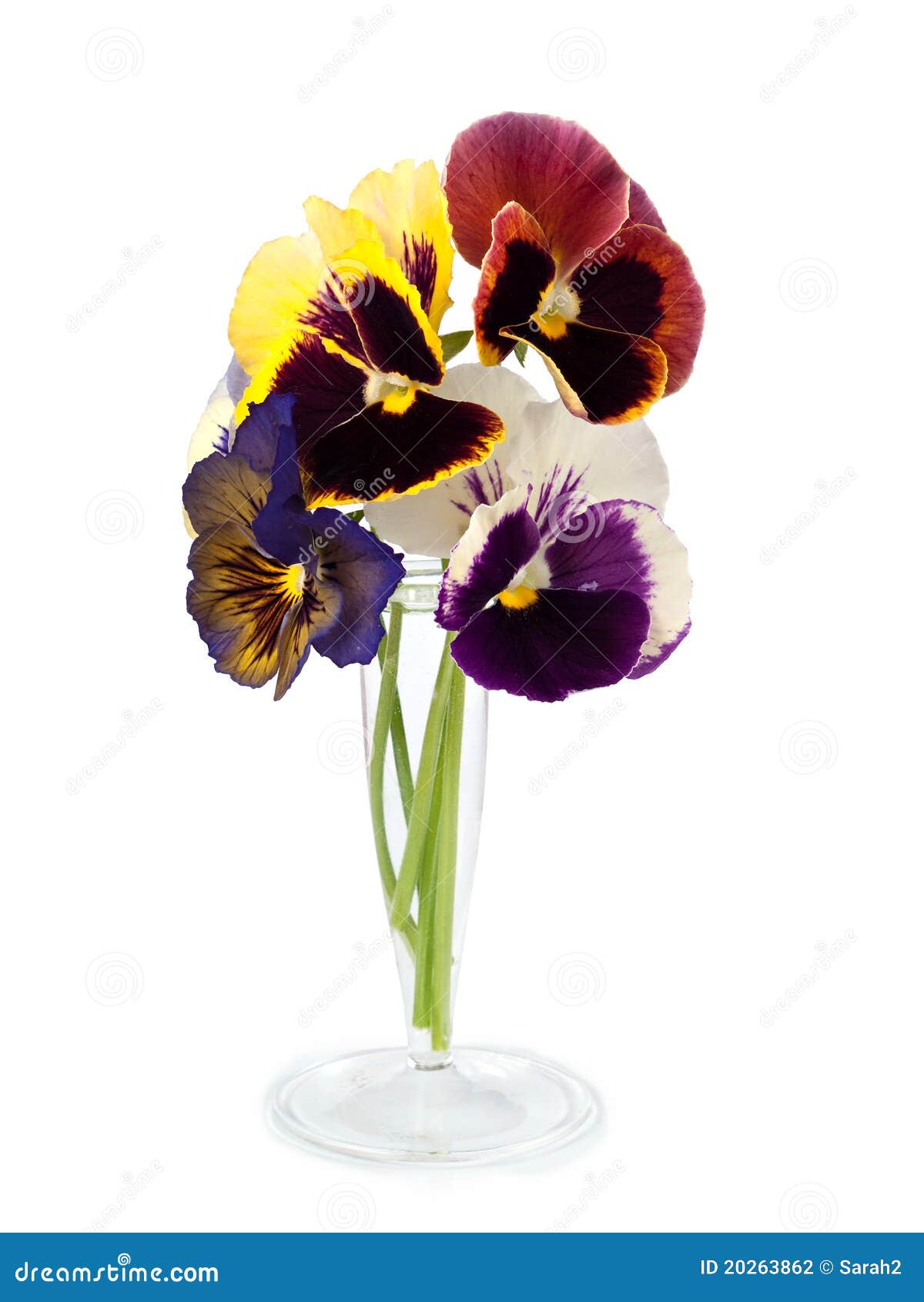 Pansy Flowers in Vase, Over White Stock Photo - Image of white ...