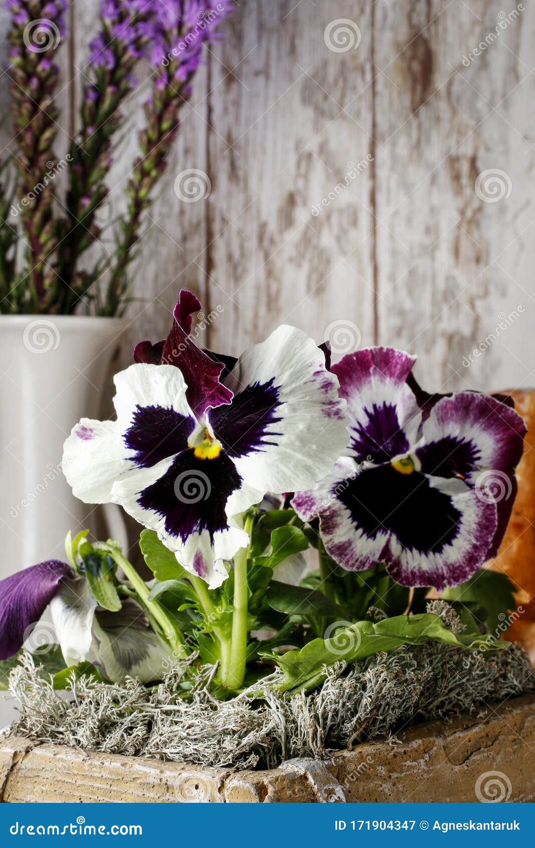 Pansy Flowers in Wooden Pot Stock Image - Image of decoration, floral ...